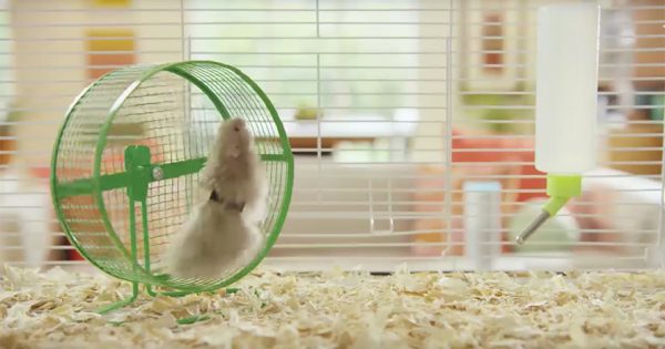 Amazon Echo Upgrades Alexa So She Can Understand Your Pets, Just in ...