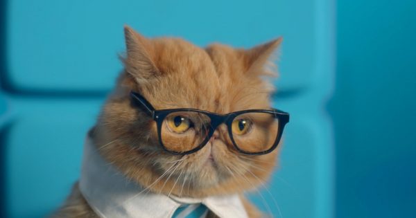 Cat Videos and Business Don't Mix in These Bright Ads for a Dual-Screen ...