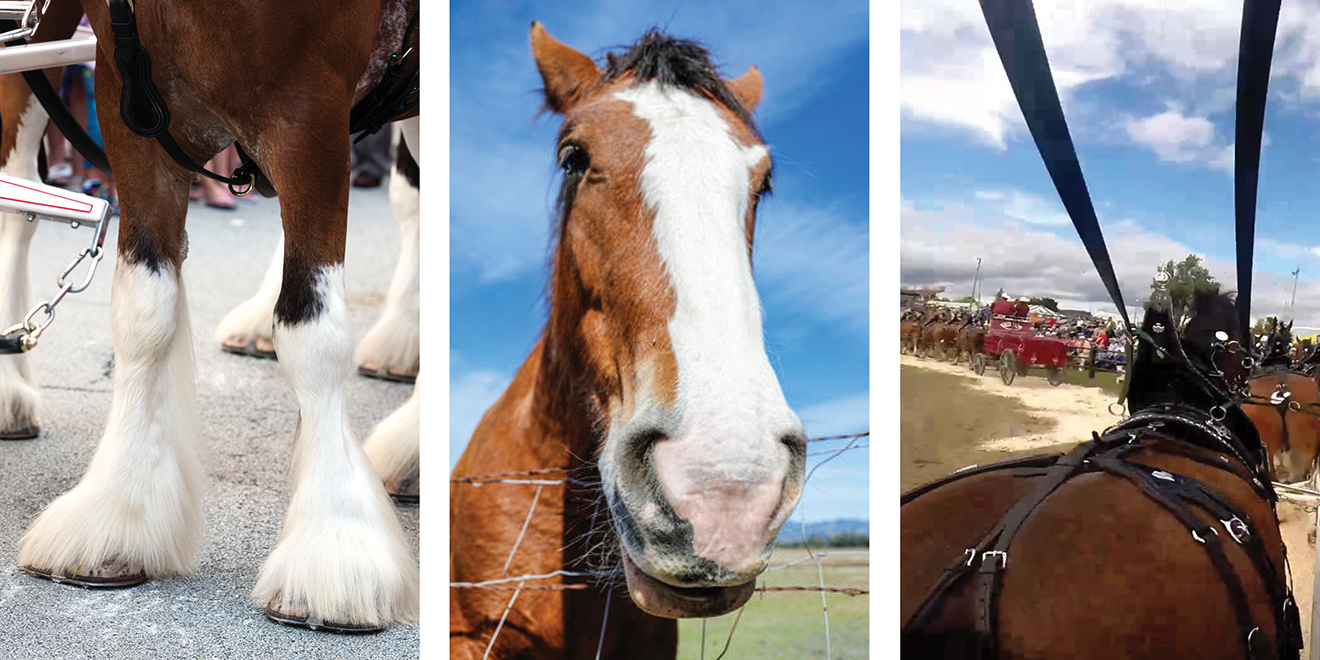 How the Budweiser Clydesdales Became a Force in Holiday Marketing