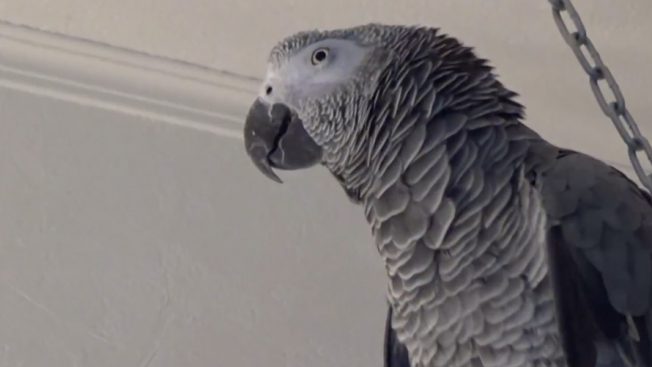 The Foul-Mouthed Parrots in This New PSA Are No Laughing Matter