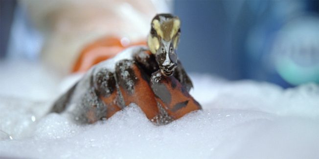 Dawn and International Bird Rescue Celebrate 40-Year Partnership With ...