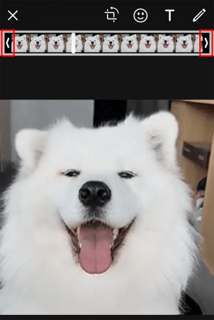 WhatsApp: Here's How to Share a GIF to Your Status