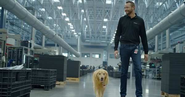 WeatherTech CEO’s Golden Retriever Stars in Pet-Focused Super Bowl Ad