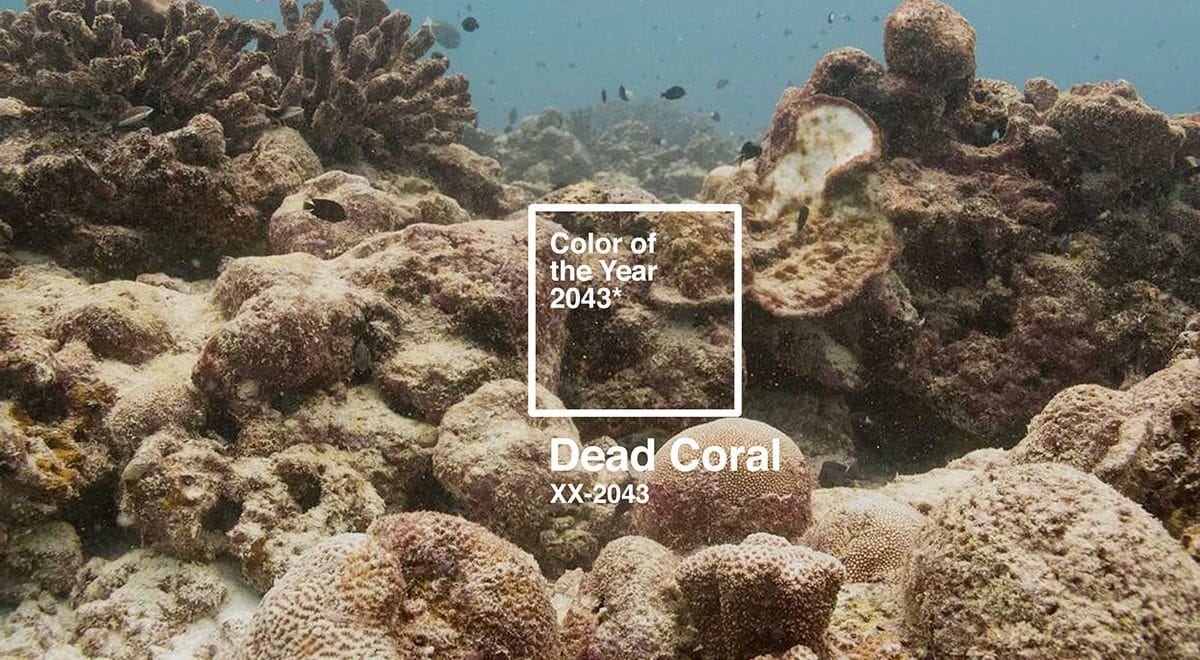 Pantone and Adobe Created a Color Line Based on How Coral Is Reacting ...