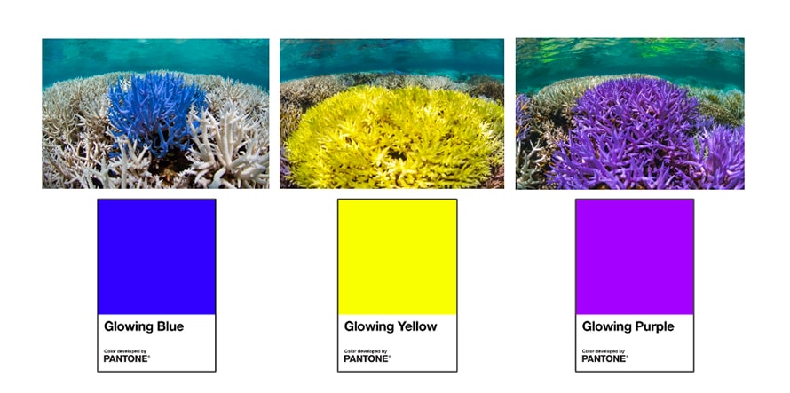 Pantone and Adobe Created a Color Line Based on How Coral Is Reacting ...