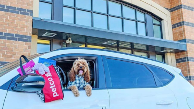 Petco's Director of Marketing on Keeping Up With Pandemic Adoptions