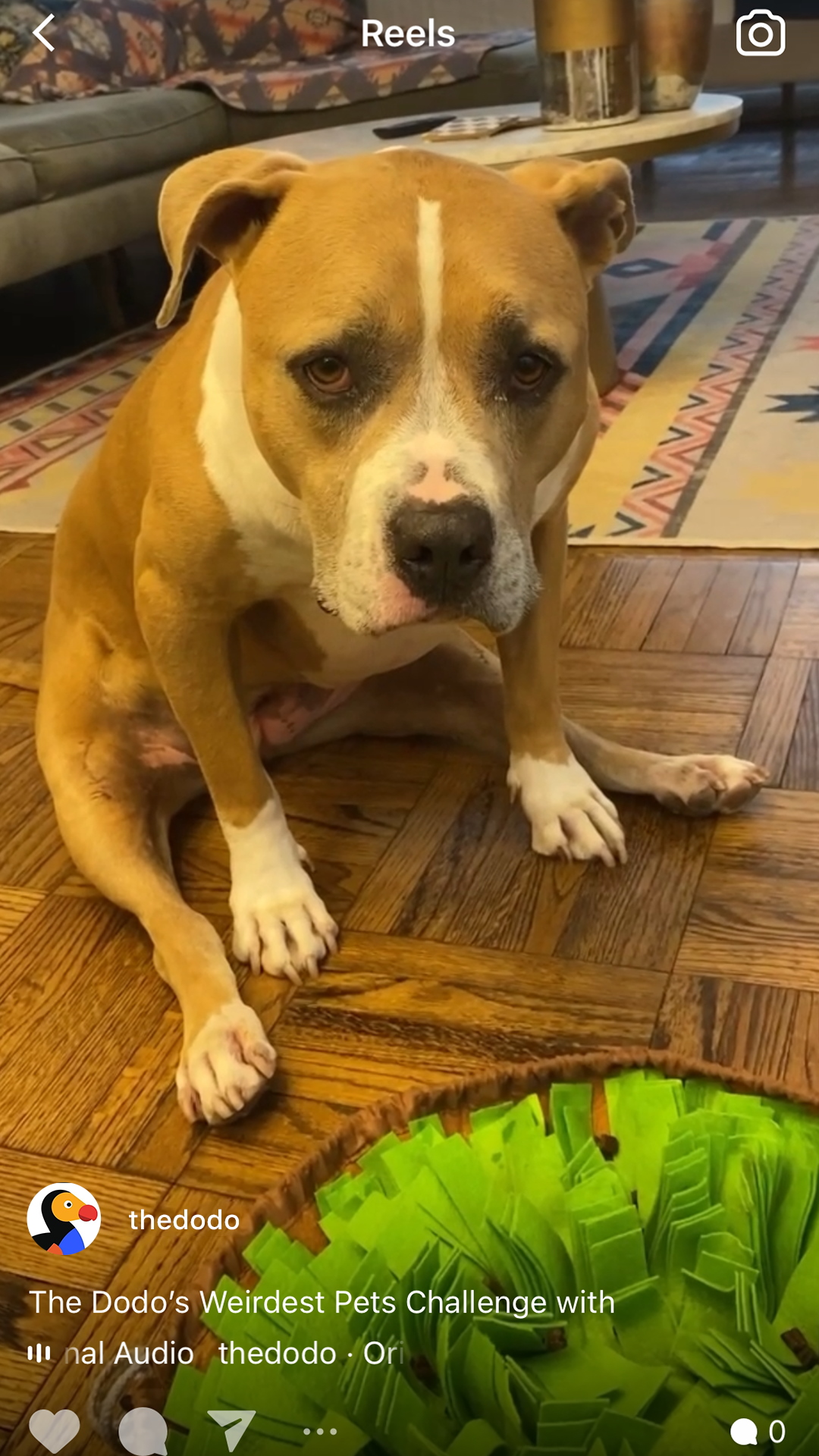 The Dodo Kicks Off ‘Weirdest Pets Challenge’ on Instagram Reels