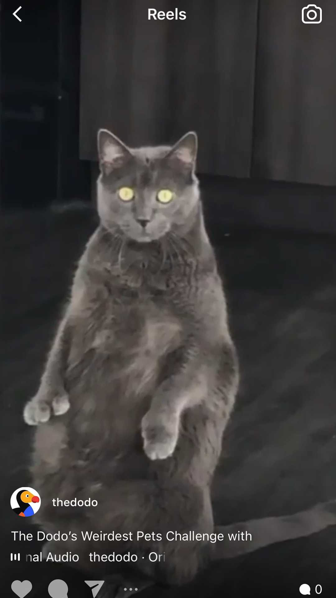 The Dodo Kicks Off ‘Weirdest Pets Challenge’ on Instagram Reels