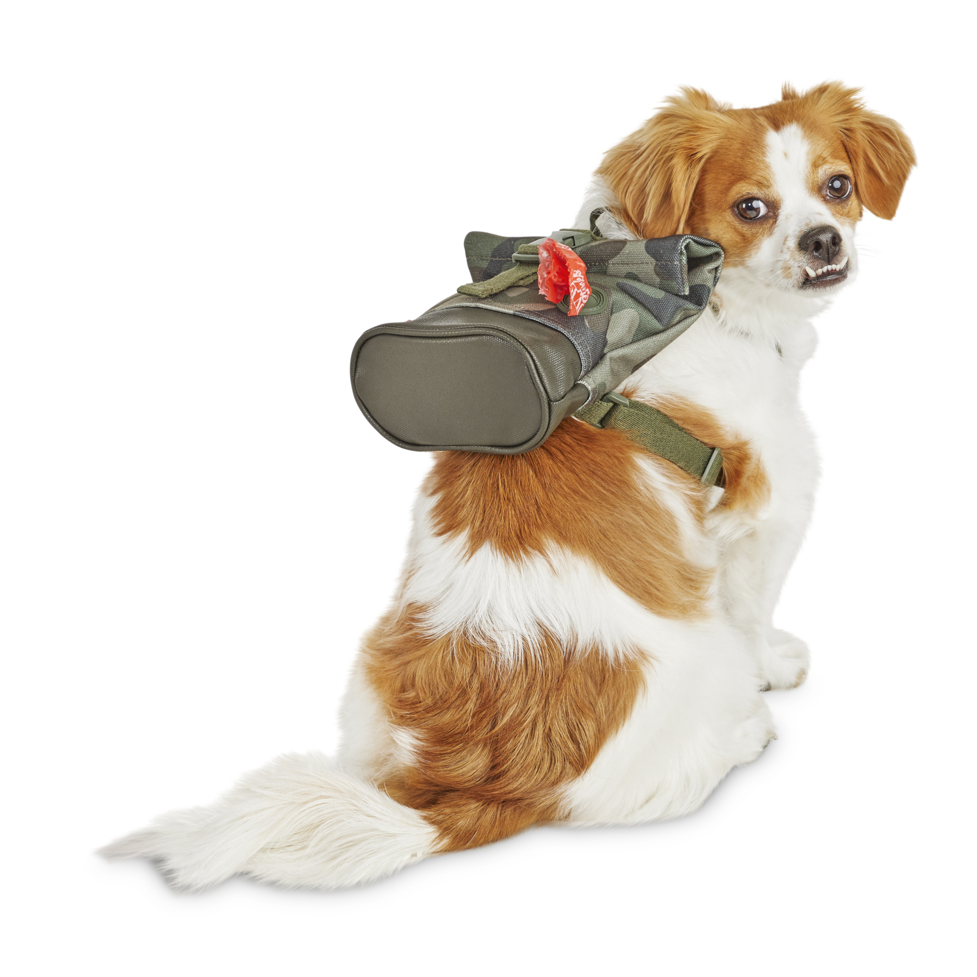 Petco Let the Dogs Out for Facebook Live: The Perfect Fit