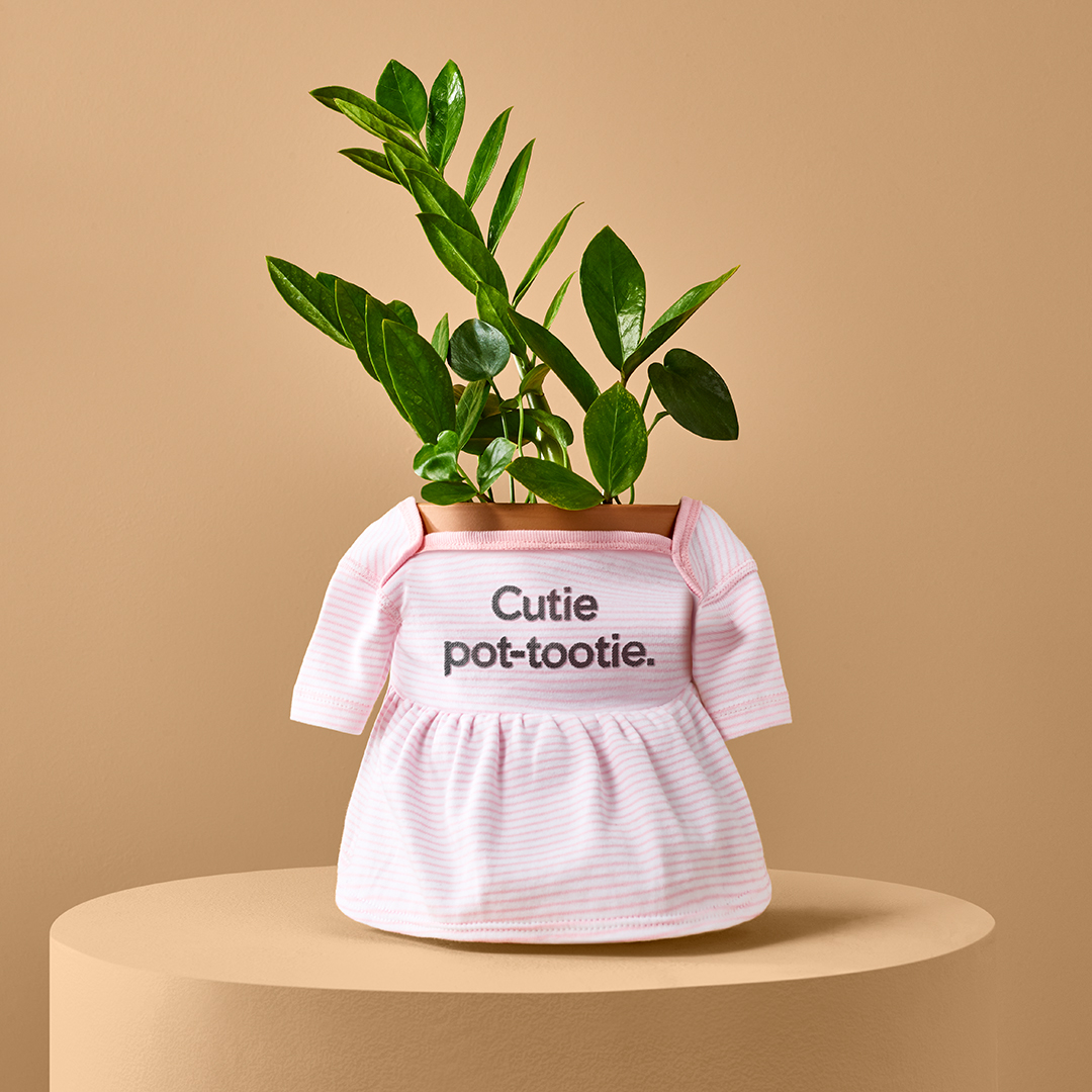 Miracle-Gro Has Created Cute Outfits for Your Houseplants