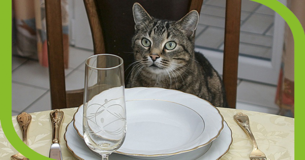 Fancy Feast Wants You to Eat Like Your Cat