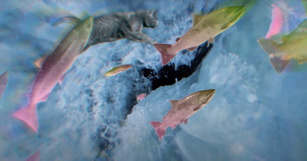 This Campaign by Sheba Wants to Put Cat Lovers Back to Sleep