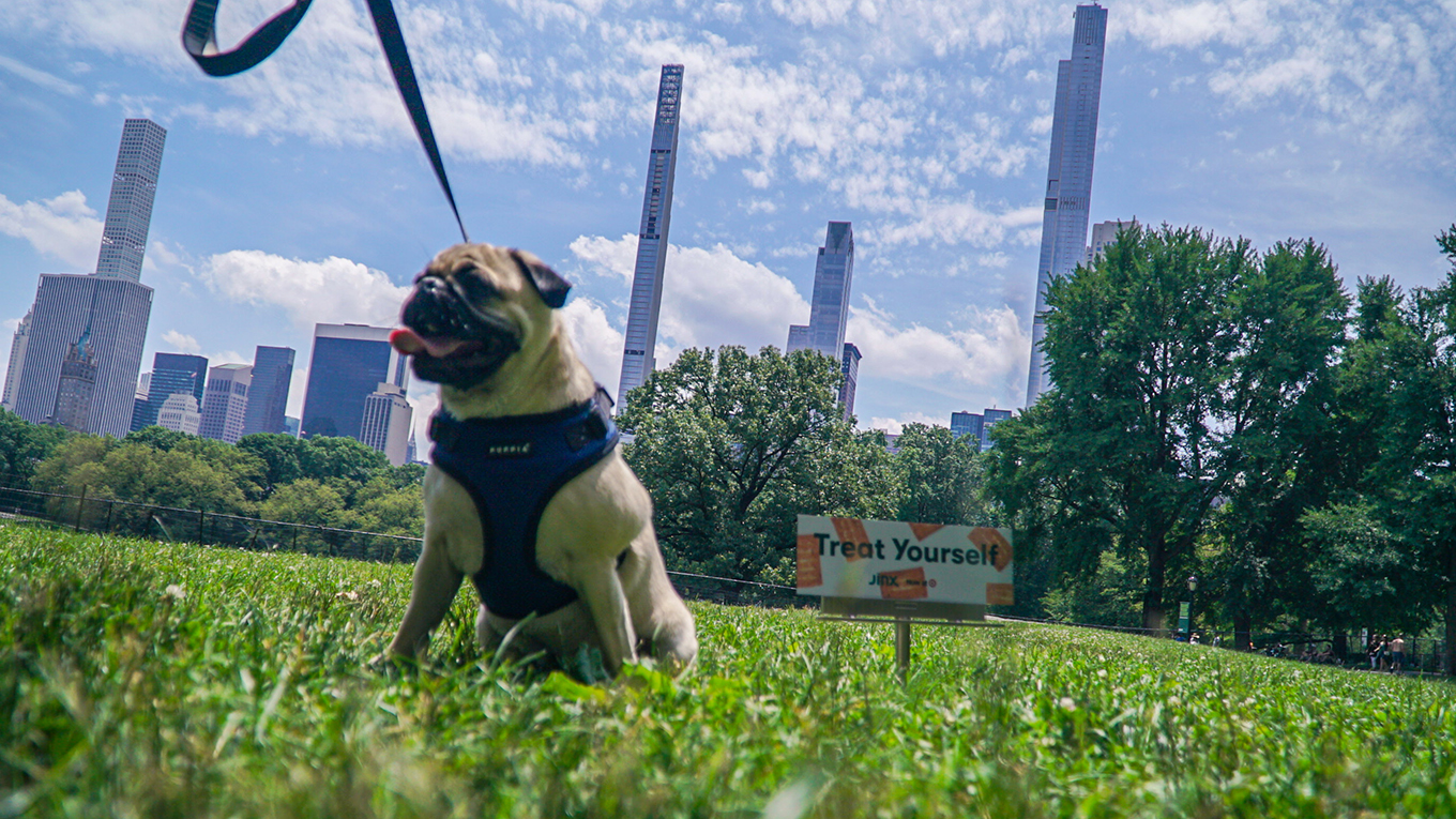These Clever Billboards Are at Dog-Eye Level