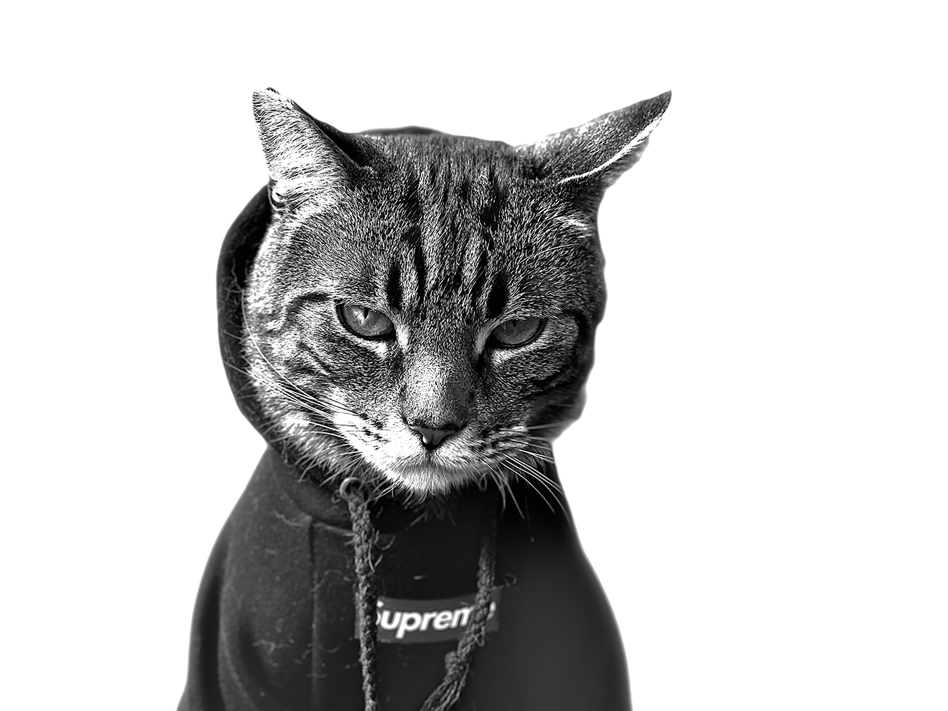 Apple iPhone 12 Pro Ads Want You to Take Pet Pics Like a Pro