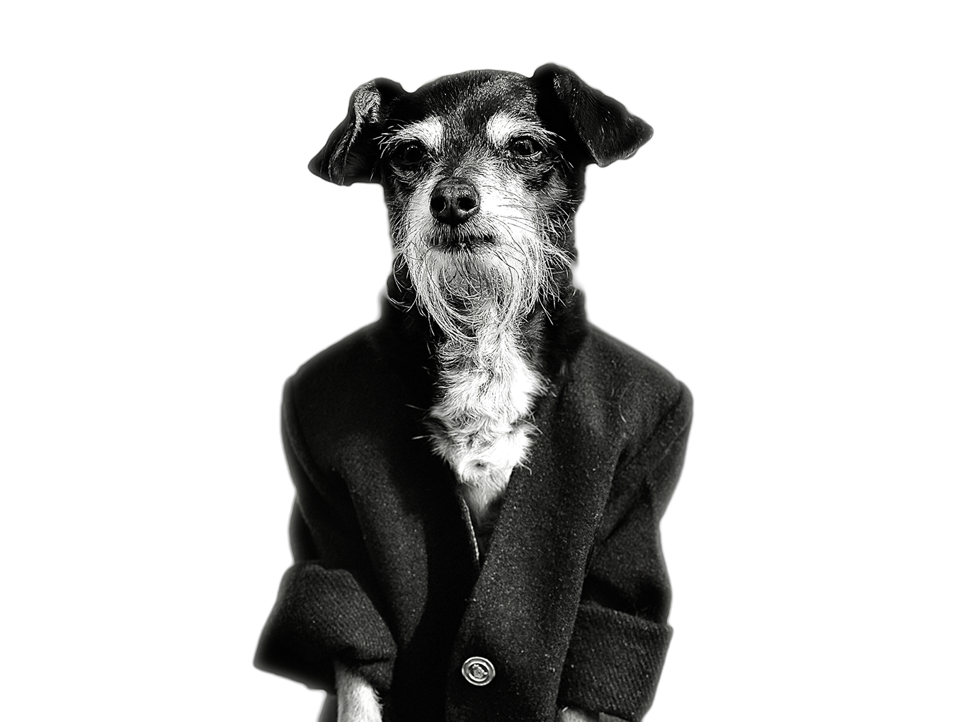 Apple iPhone 12 Pro Ads Want You to Take Pet Pics Like a Pro