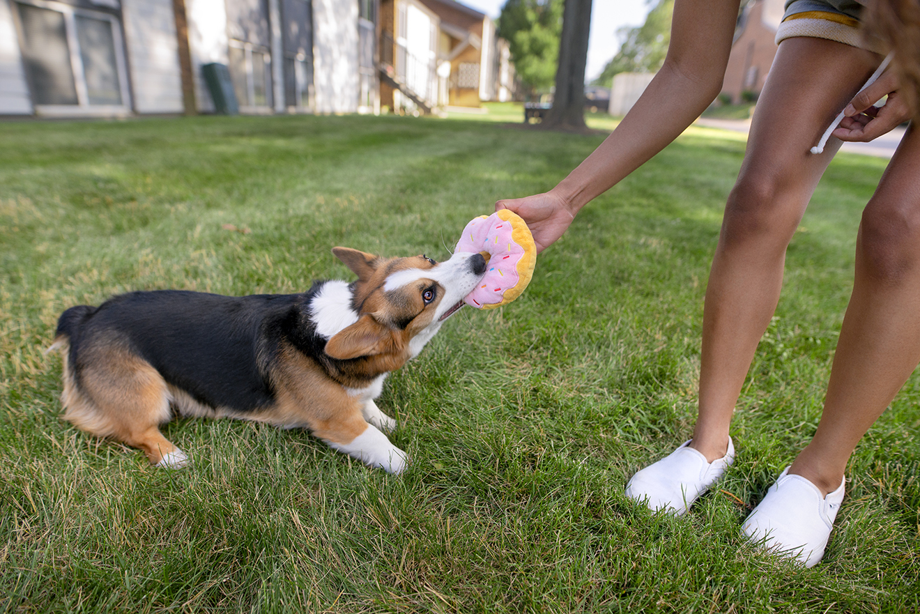 Dunkin' for Dogs? The Chain's Expanding Its Bark Partnership