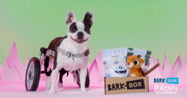 BarkBox's New Holiday Spot Celebrates 'Misfit Dogs'
