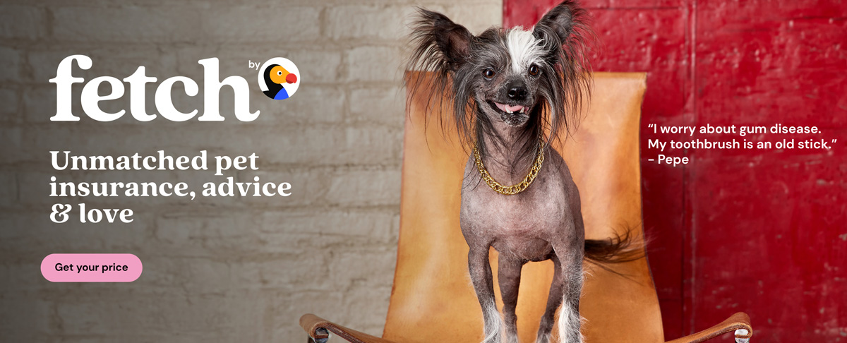 Fetch Targets 'Love-Struck Pet Parents' for Insurance Ads