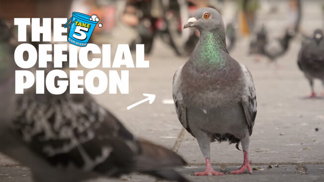 Did a Pigeon Poop on Your Car? Take 5 Solves the Mystery
