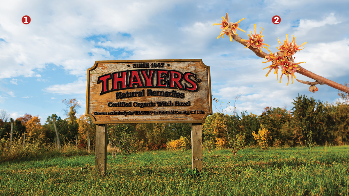 Thayers Is Courting Gen Z With a Centuries-Old Ingredient